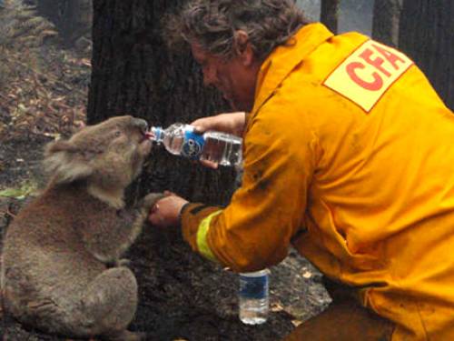 Thirsty koala follows walker, drinks three bottles of water : r/australia